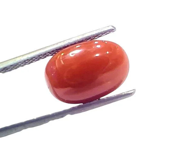 Buy Red Coral Moonga Online India | 4.97 Ct AAAAA | Best Gemstone Shop ...