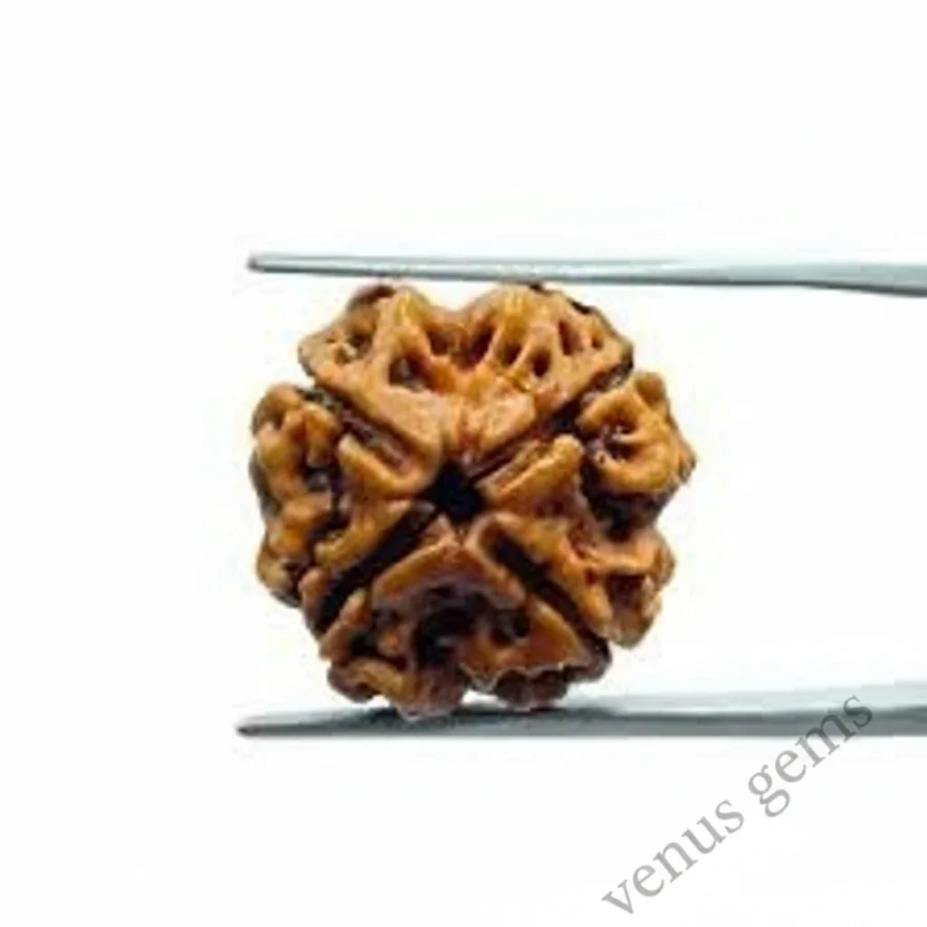 4 Mukhi Rudraksha Nepal - Original Certified Bead | Venus Gems